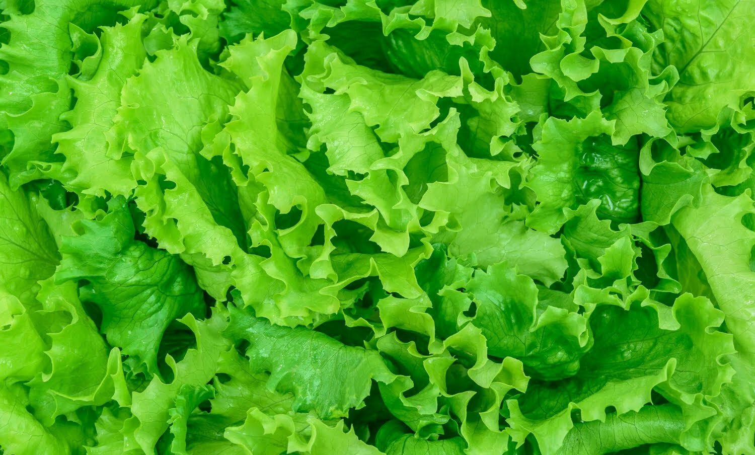 2 trucos para mantener la lechuga fresca durante más tiempo