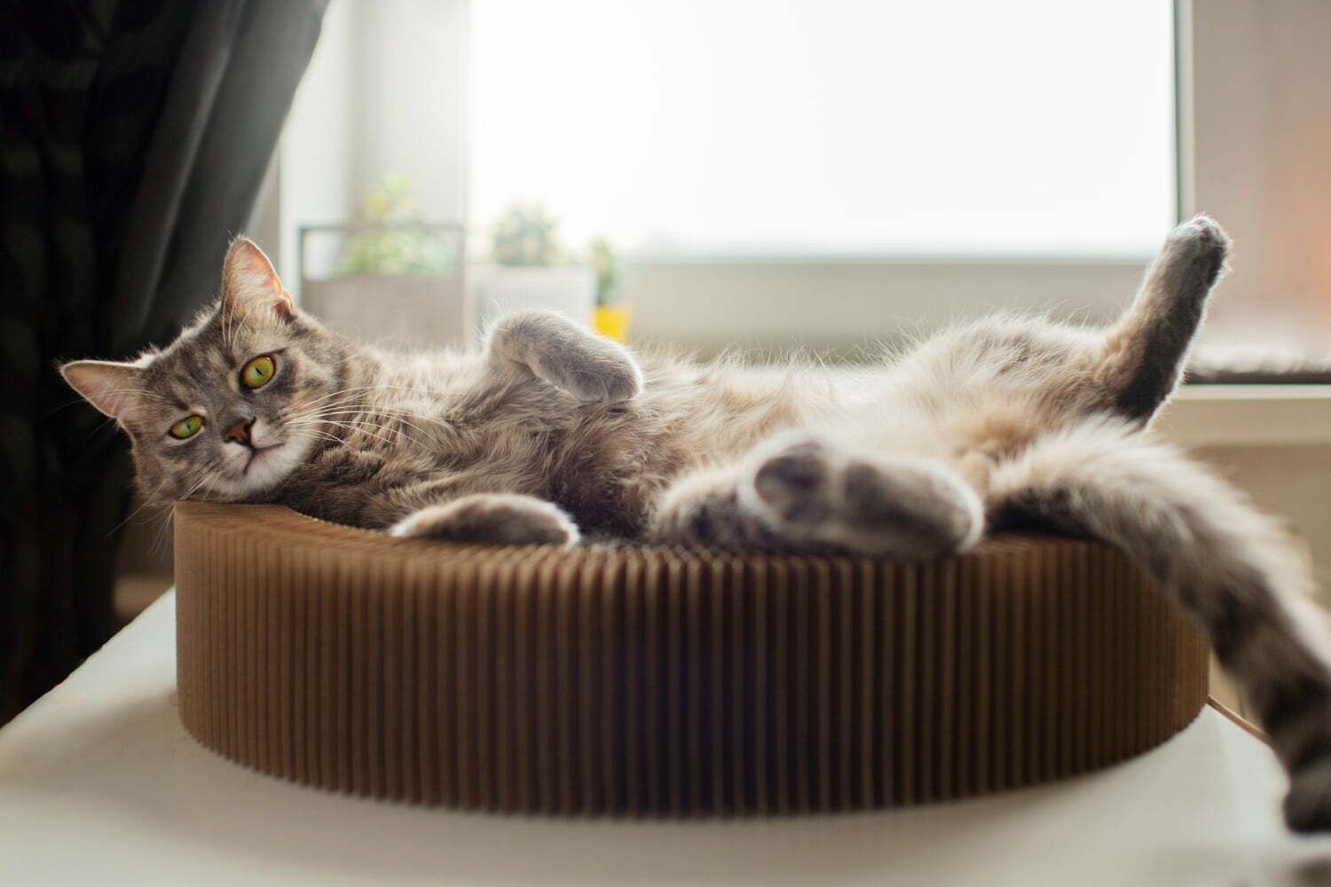 ¿Por qué se dice que los gatos tienen siete vidas? ¿Por qué se dice que los gatos tienen siete vidas?