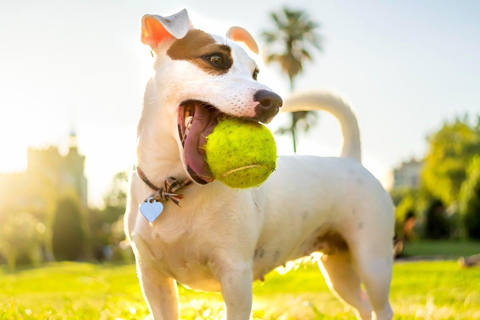 ¿Quieres un perro más sano y fuerte? Estos hábitos diarios refuerzan su ...